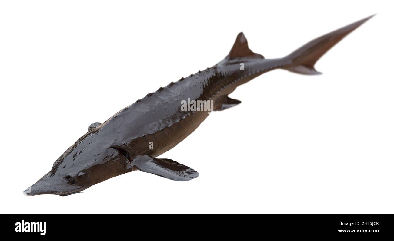 Dark marine underwater background Cut Out Stock Images & Pictures - Alamy