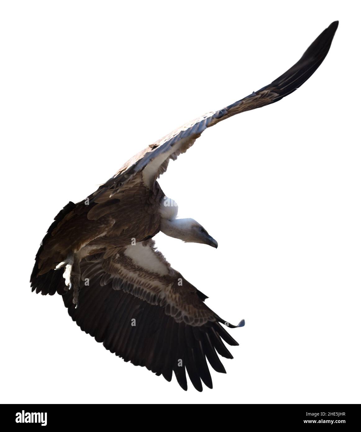 Vulture flying griffon Cut Out Stock Images & Pictures - Alamy