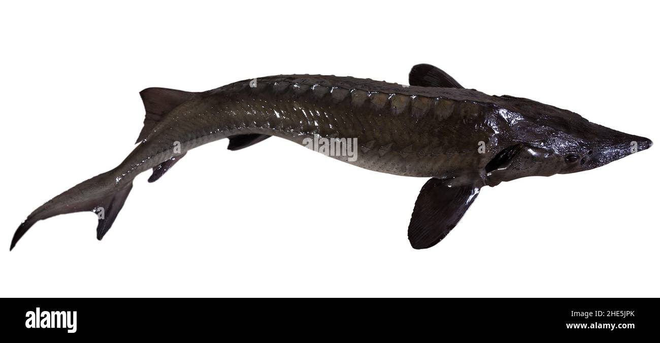 Dark marine underwater background Cut Out Stock Images & Pictures - Alamy