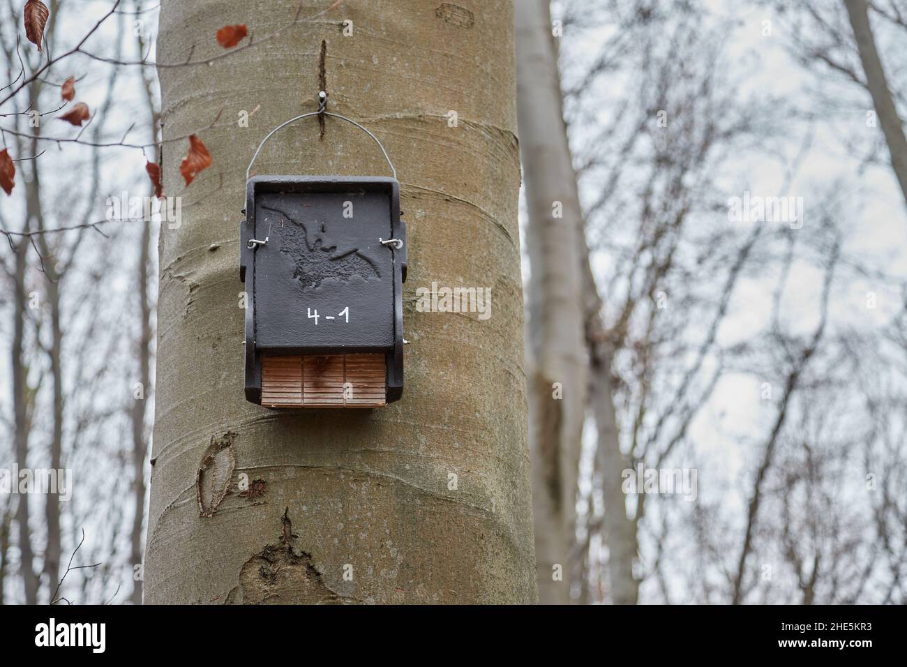 bat box on a tree in a forest Stock Photo - Alamy