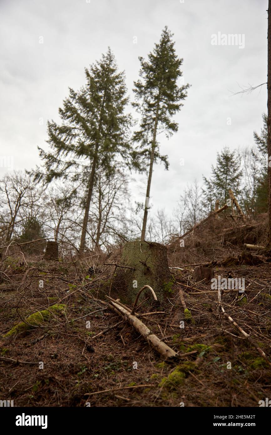 fallen trees around some sigle ones as symbold for damaged forest by ...