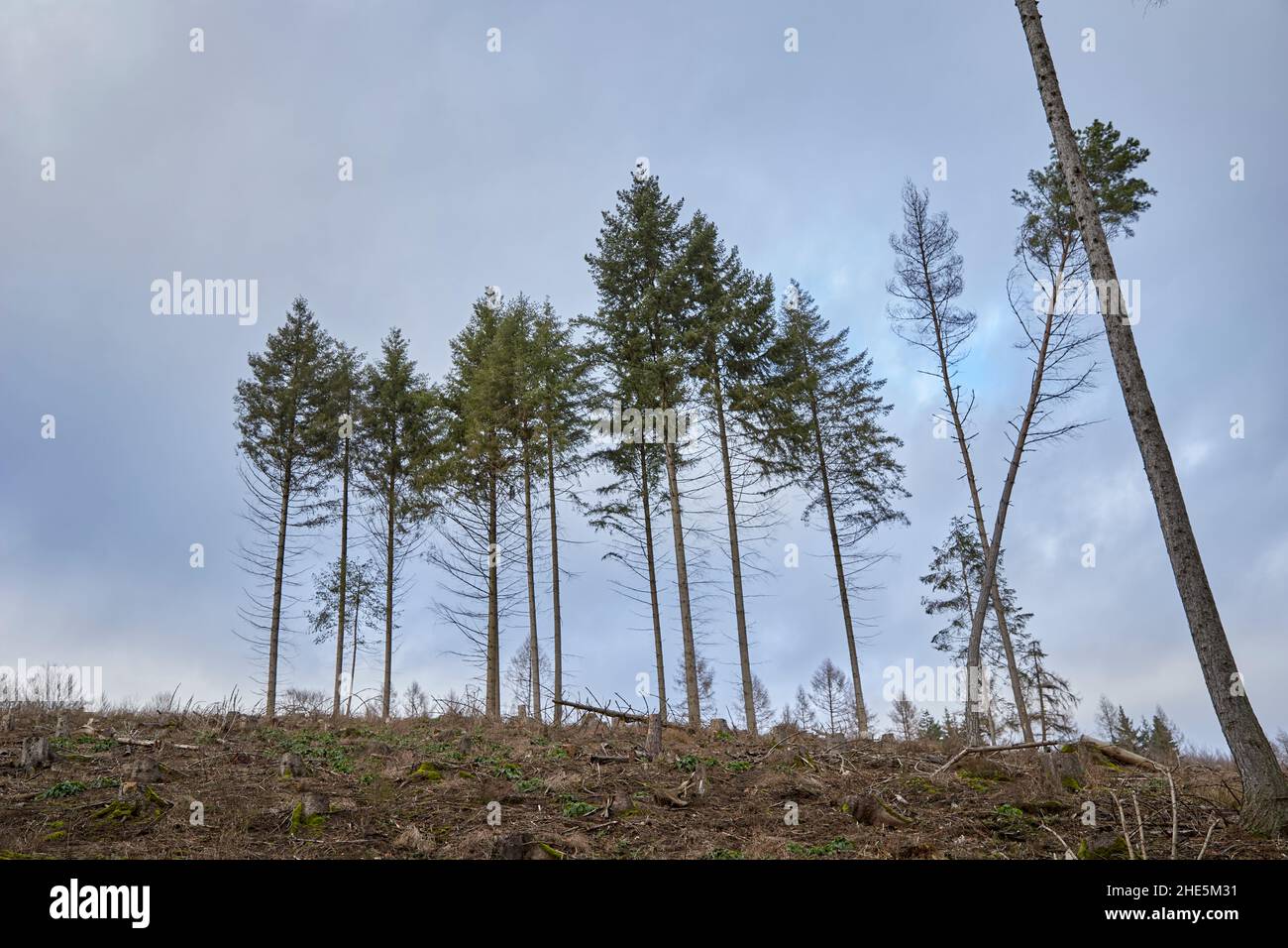 fallen trees around some sigle ones as symbold for damaged forest by ...