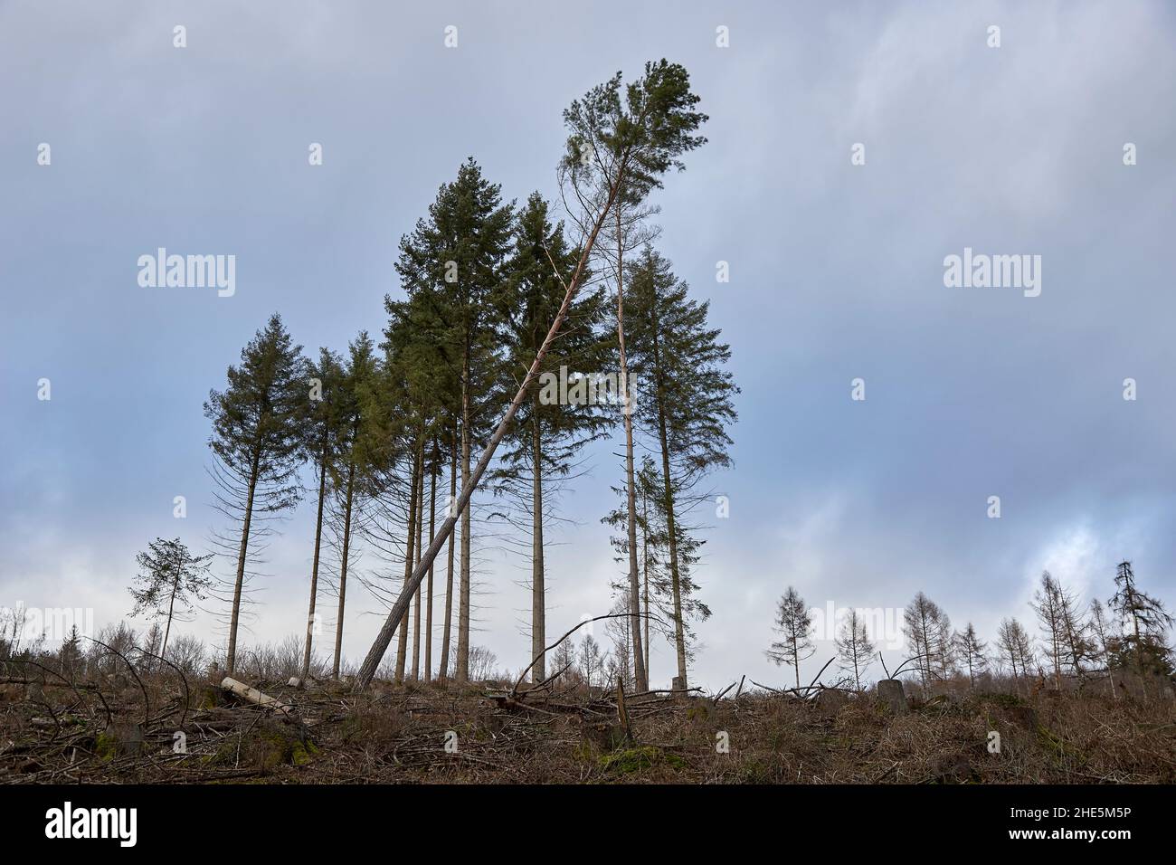 fallen trees around some sigle ones as symbold for damaged forest by ...