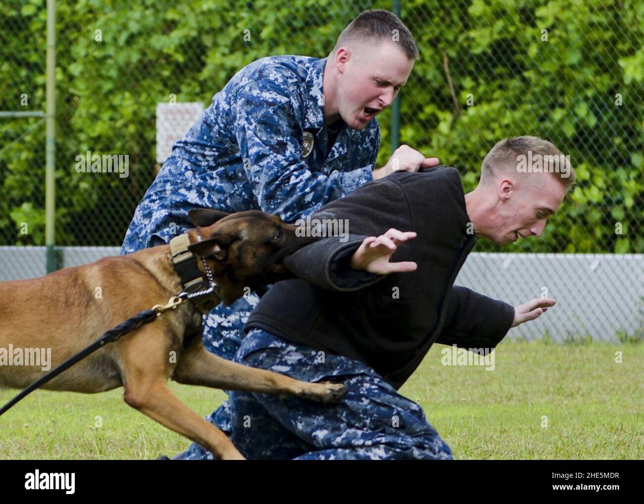 Sailors conduct a military working dog demonstration. (12370423115 ...