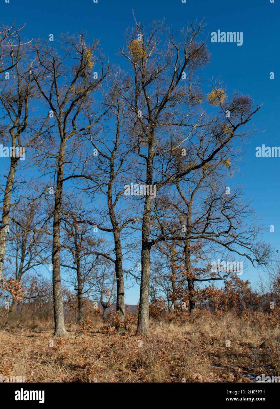 European loranthus (Loranthus europaeus) yellow berries. Yellow-berried ...