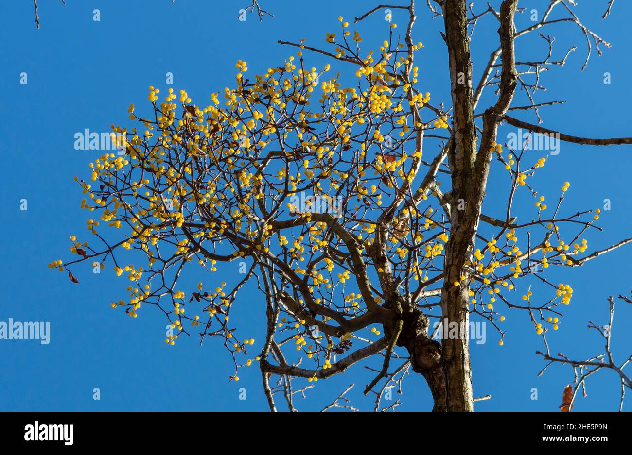 European loranthus (Loranthus europaeus) yellow berries. Yellow-berried ...