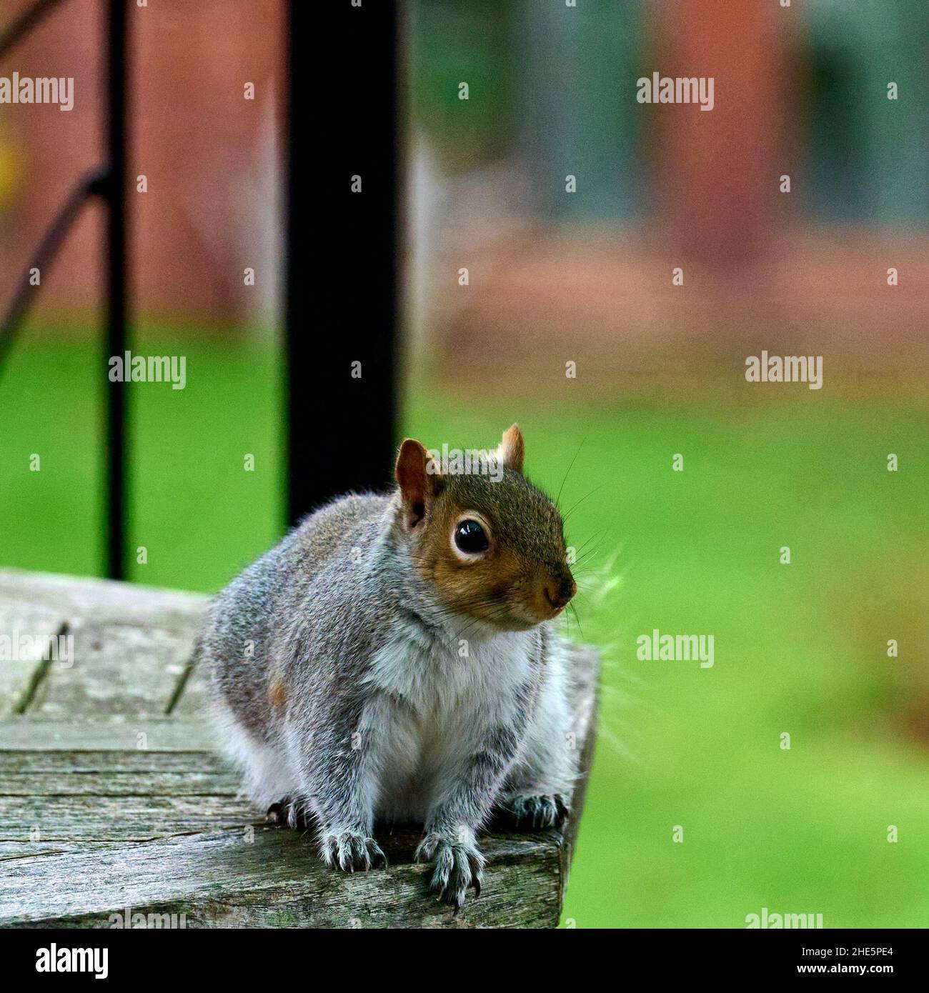 Grey squirrel visits our patio table Stock Photo - Alamy