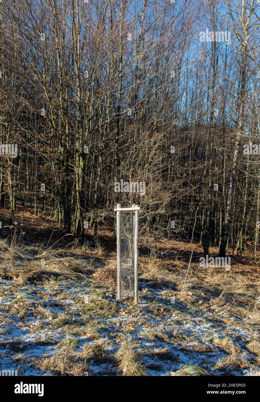 Mesh tree guard protecting young tree from wildlife damage. Seedling or ...