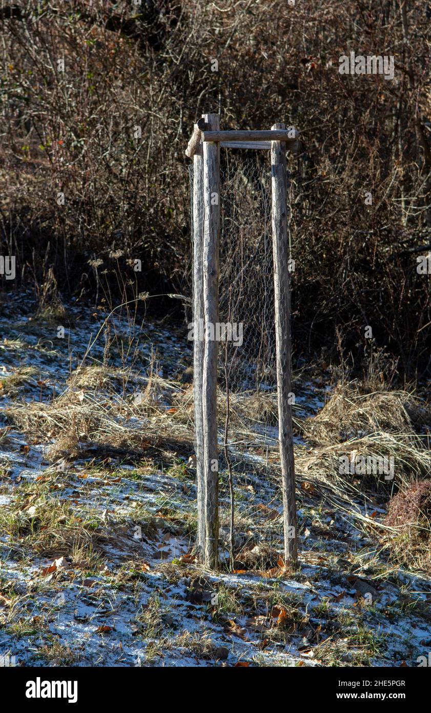 Mesh tree guard protecting young tree from wildlife damage. Seedling or ...