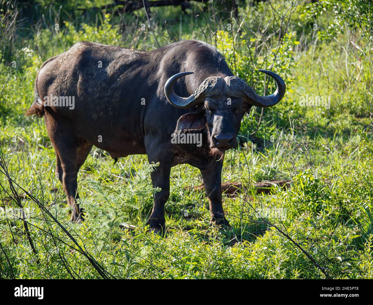 African water buffalo hi-res stock photography and images - Alamy