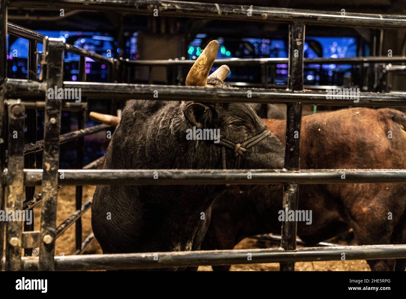 New York, NY - January 8, 2022: A bull in a small cage waiting for PBR ...