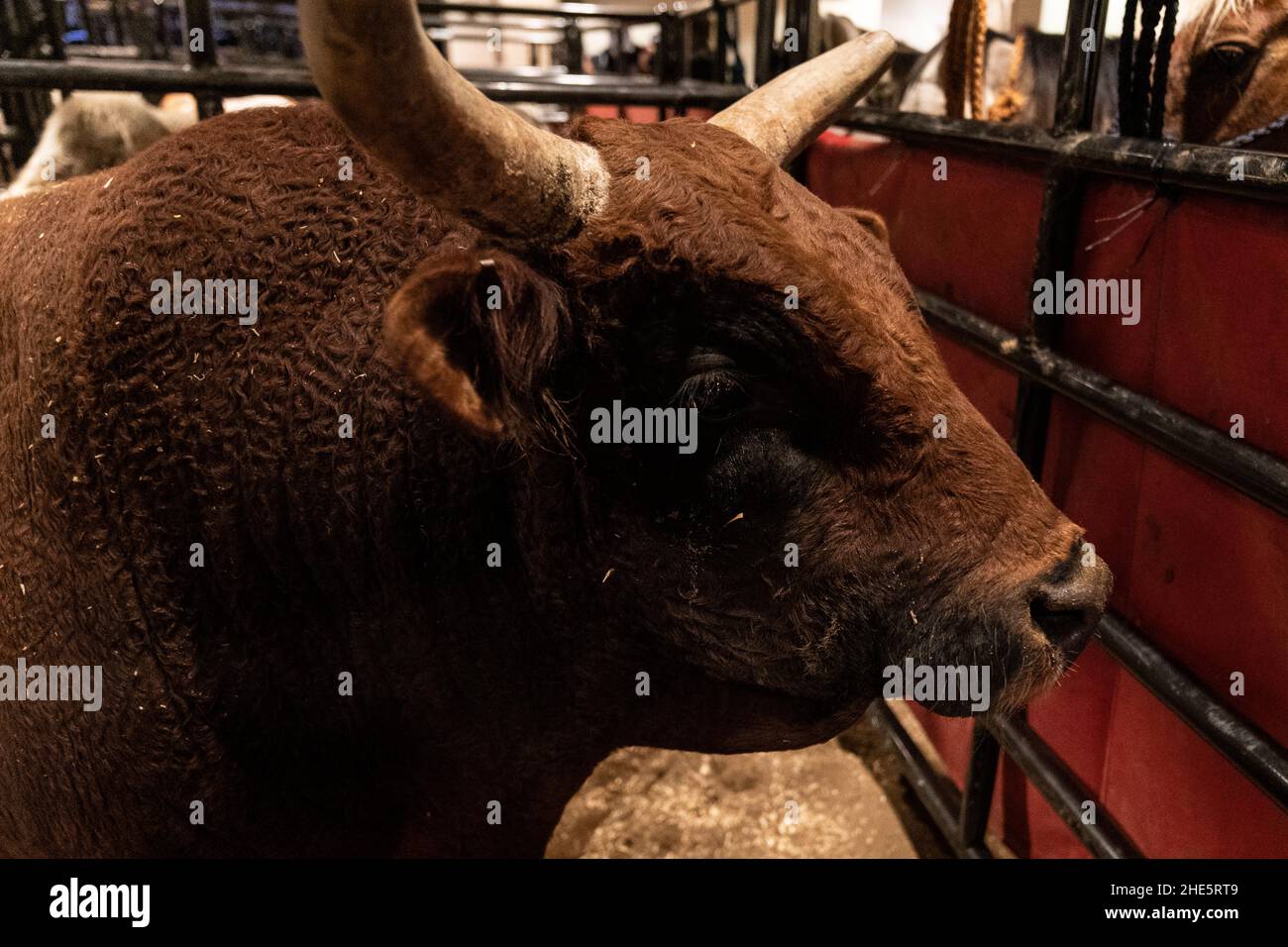 New York, NY - January 8, 2022: A bull in a small cage waiting for PBR ...