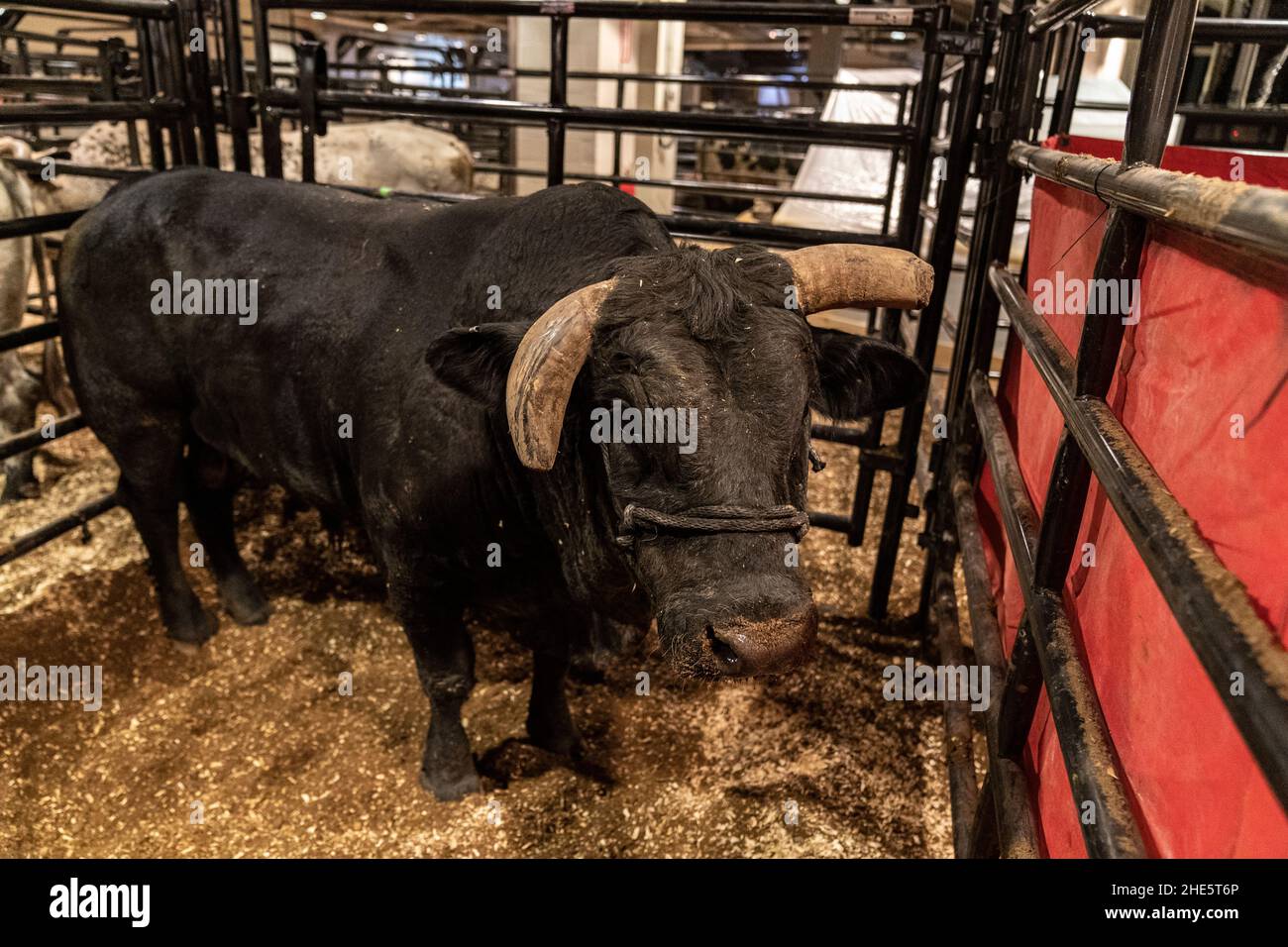 New York, NY - January 8, 2022: A bull in a small cage waiting for PBR ...