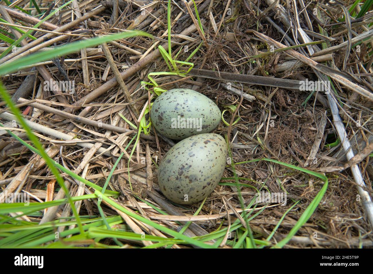 Common gull (Larus canus) nests on individual sedge hummocks in the ...