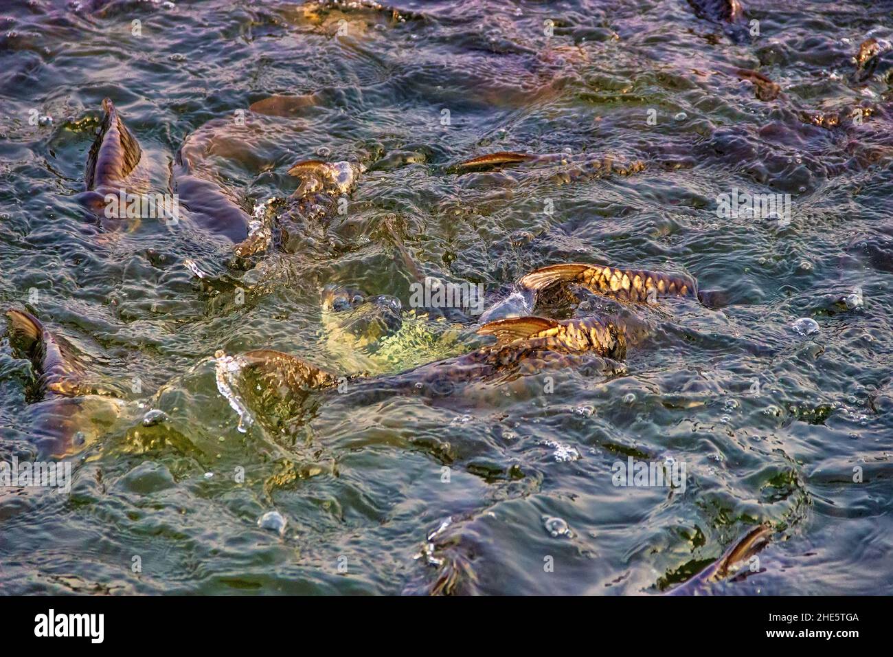 Chinese carp (Ctenopharyngodon idella) are bred in the ponds of ...