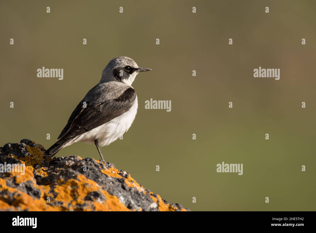 Northern wheatear tail spring hi-res stock photography and images - Alamy