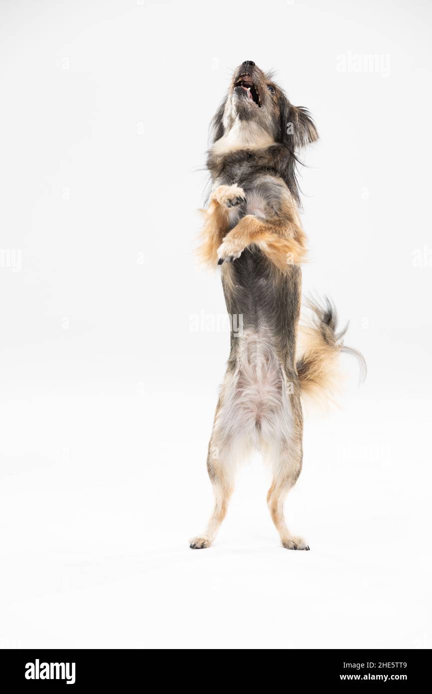 A mongrel breed dog stands on its two hind legs facing the camera. A ...