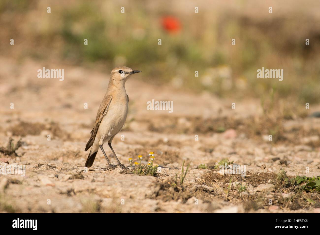 Stunning bird photo. Isabelline wheatear / Oenanthe isabellina Stock ...