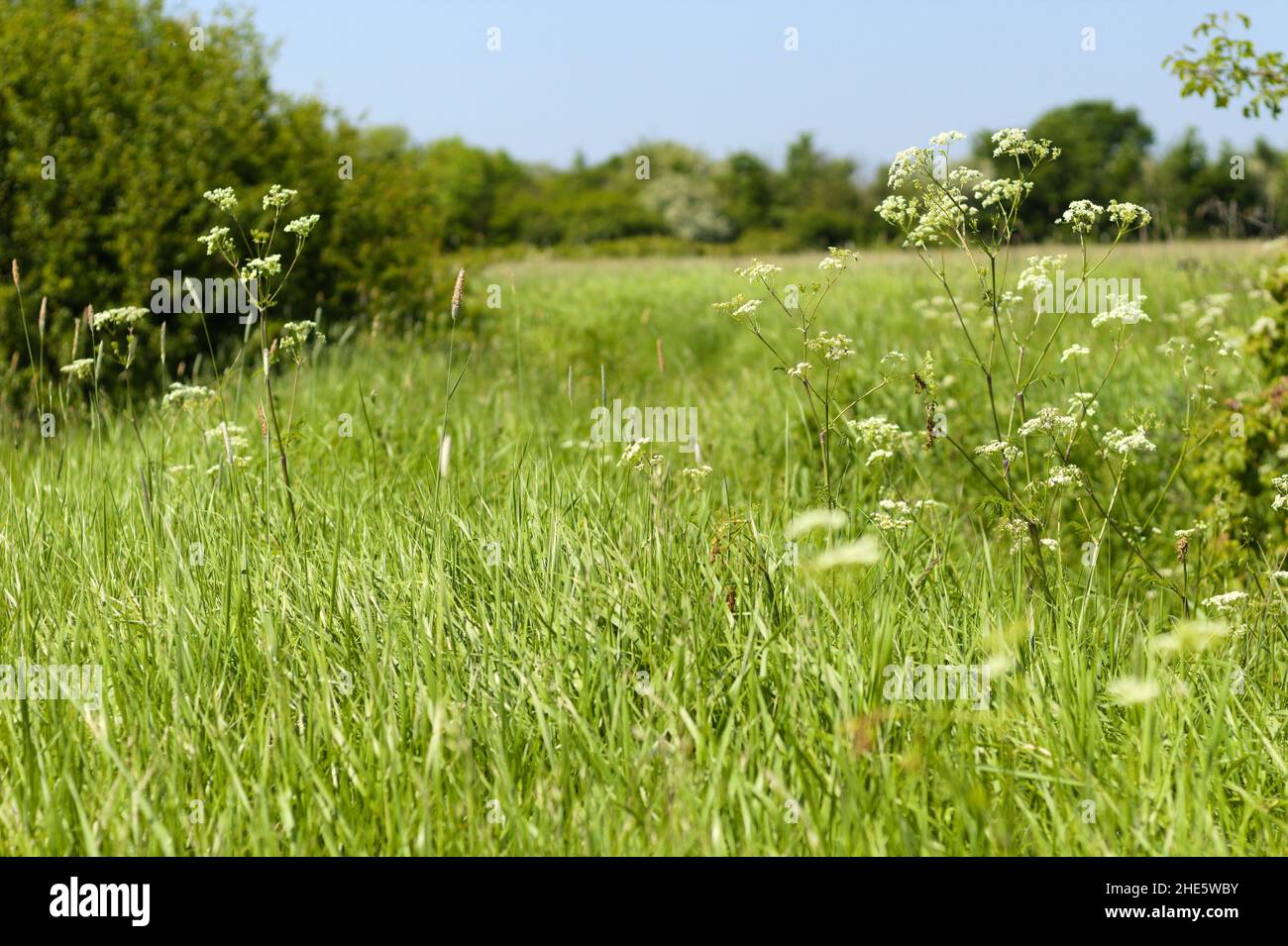 British Meadow, Essex, Britain Stock Photo - Alamy