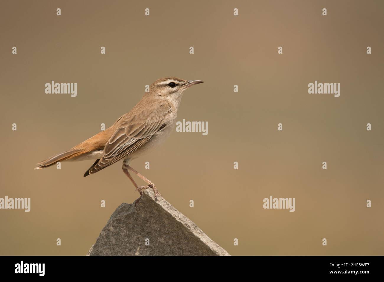 Stunning bird photo. Rufous-tailed scrub robin / Cercotrichas ...