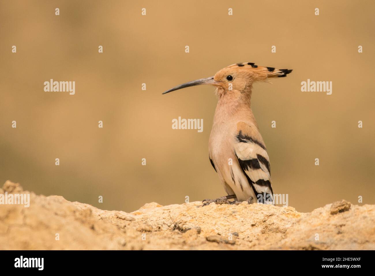 Eurasian hoopoe / Upupa epops Stock Photo - Alamy