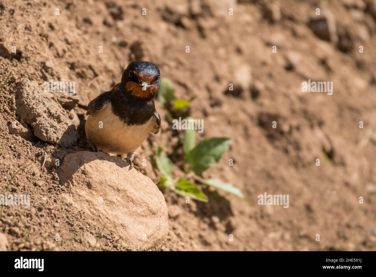 Stunning bird photo. Barn swallow / Hirundo rustica Stock Photo - Alamy