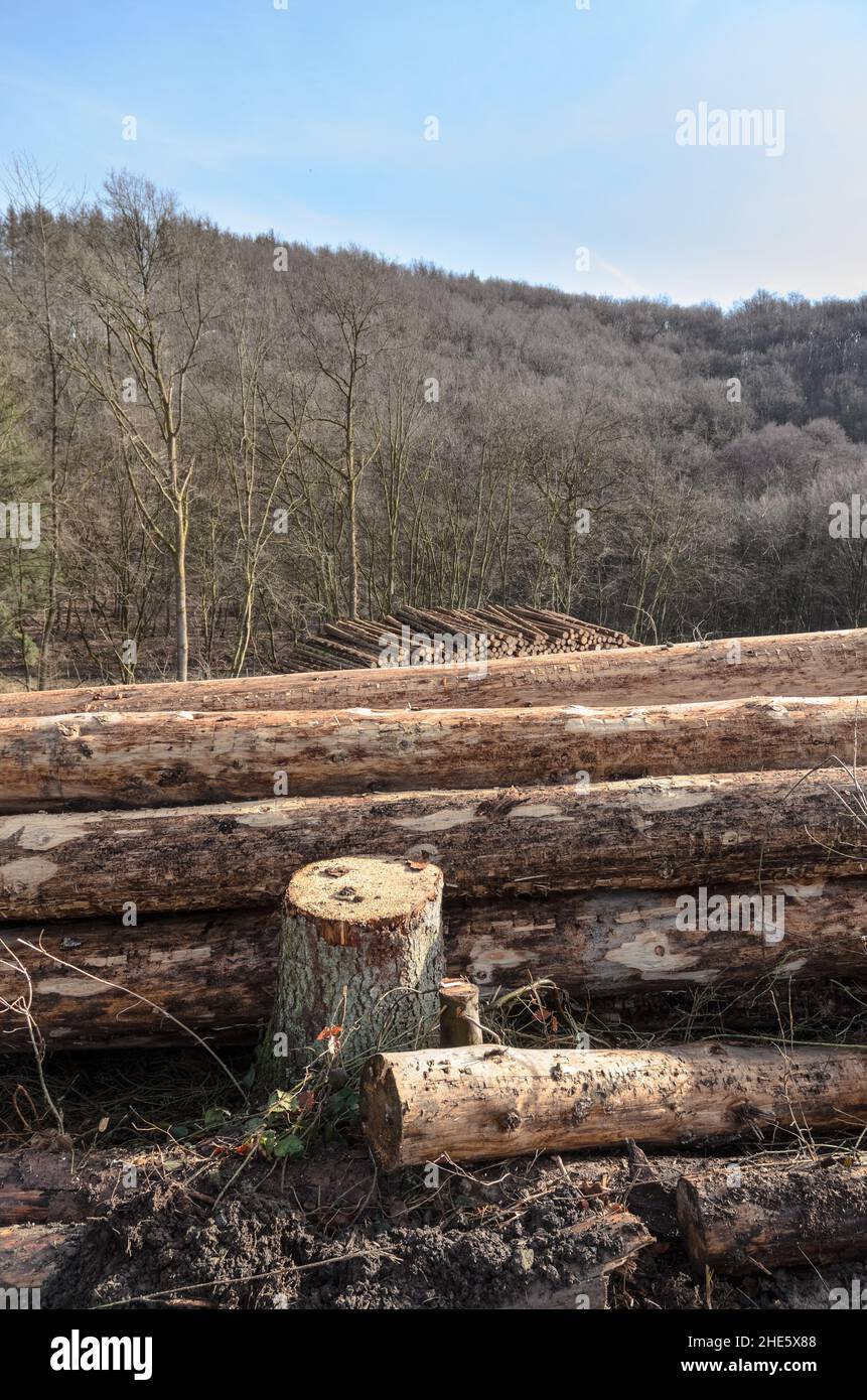 Piles of felled trees at a logging site in a forest, deforestation in ...