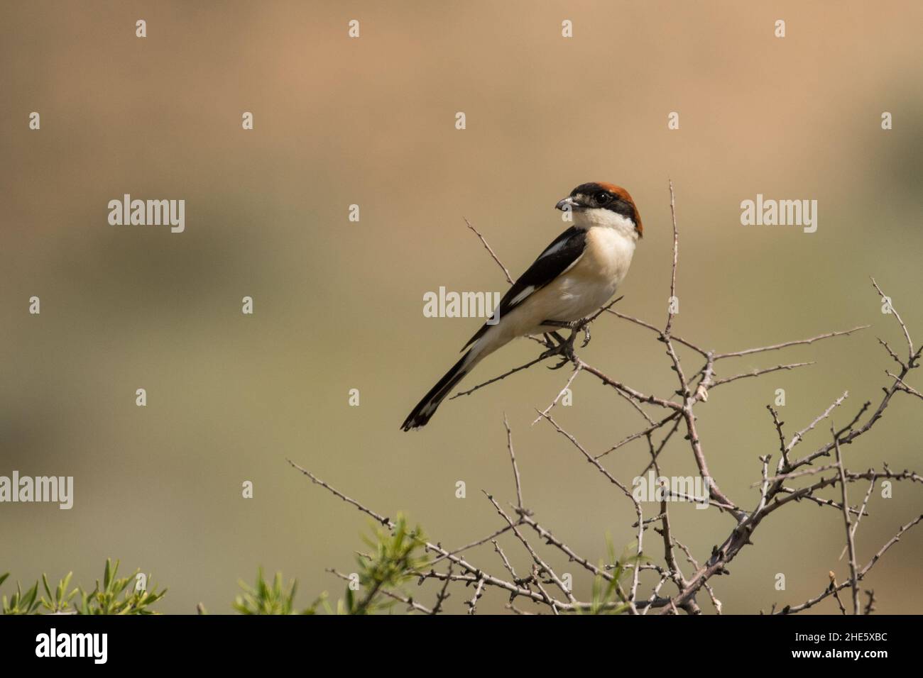 Stunning bird photo. Woodchat shrike / Lanius senator Stock Photo - Alamy