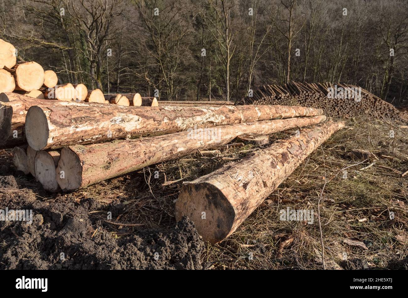 Piles of felled trees at a logging site in a forest, deforestation in ...