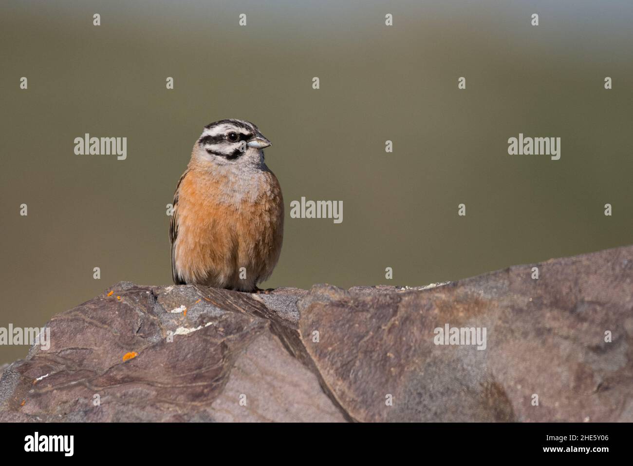 Stunning bird photo. Rock bunting (Emberiza cia) on the rock Stock ...