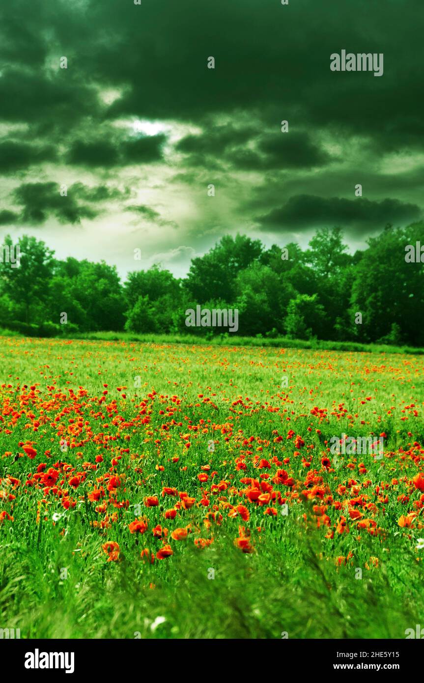 Poppies on summer meadow hi-res stock photography and images - Alamy