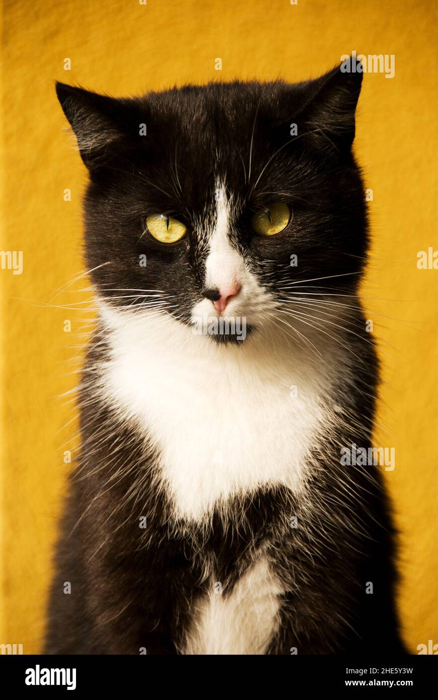 domestic bicolor cat Stock Photo - Alamy