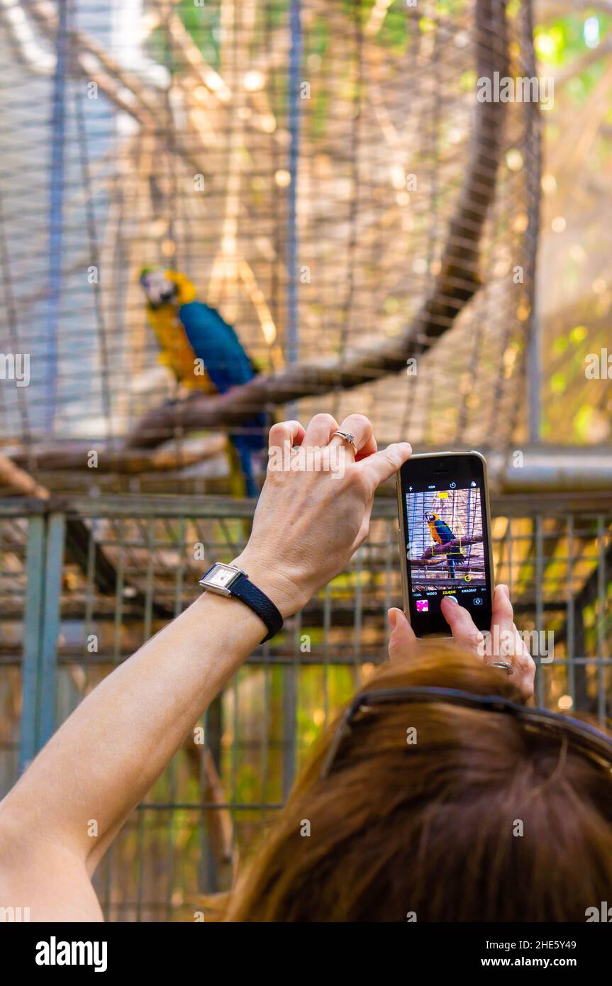 Woman taking a photo of an Ara parrot with her smartphone in the ...
