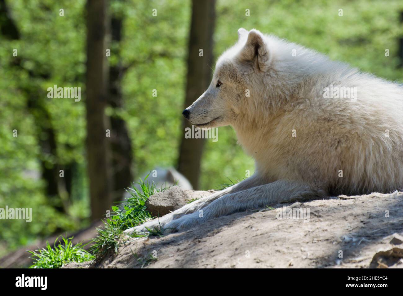 Arctic wolf in captivity Stock Photo - Alamy
