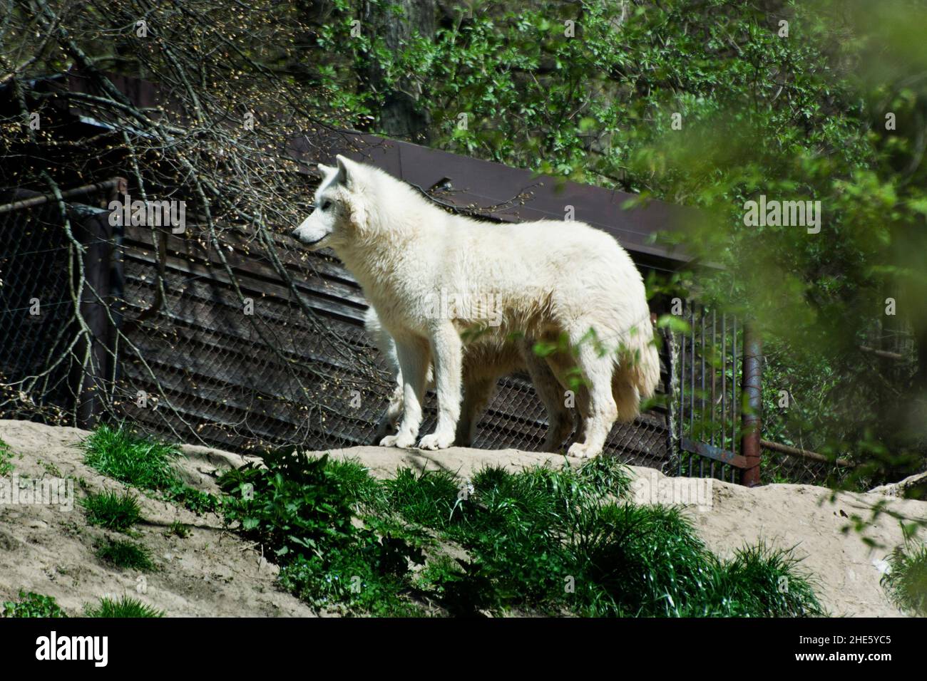 Arctic wolf in captivity Stock Photo - Alamy