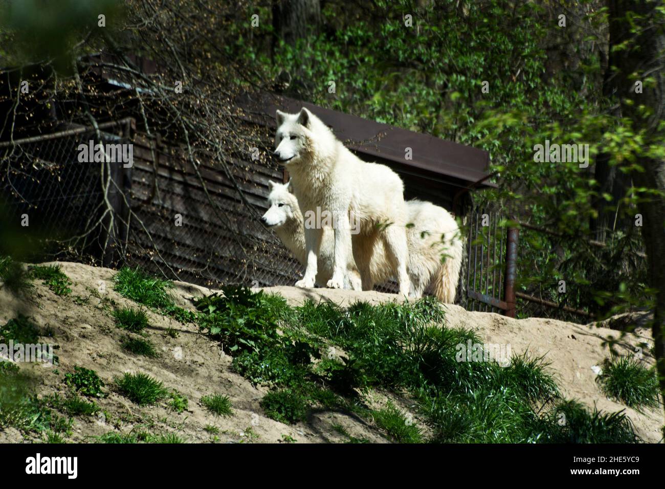 Arctic wolf in captivity Stock Photo - Alamy
