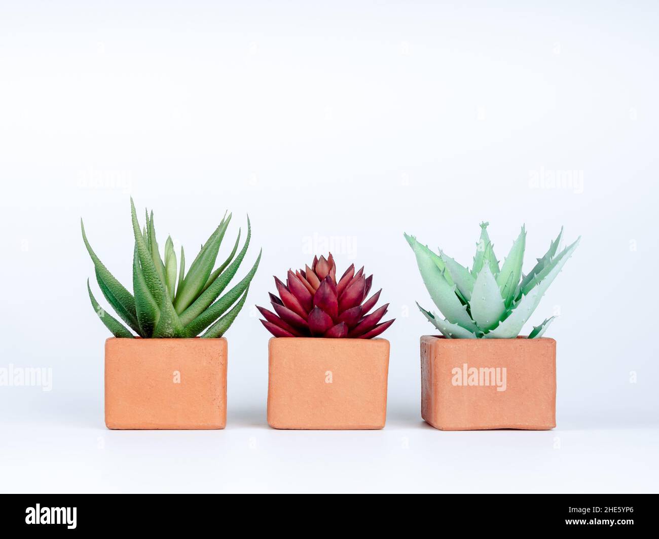 Three succulent plants, green and red in terra cotta planters isolated ...