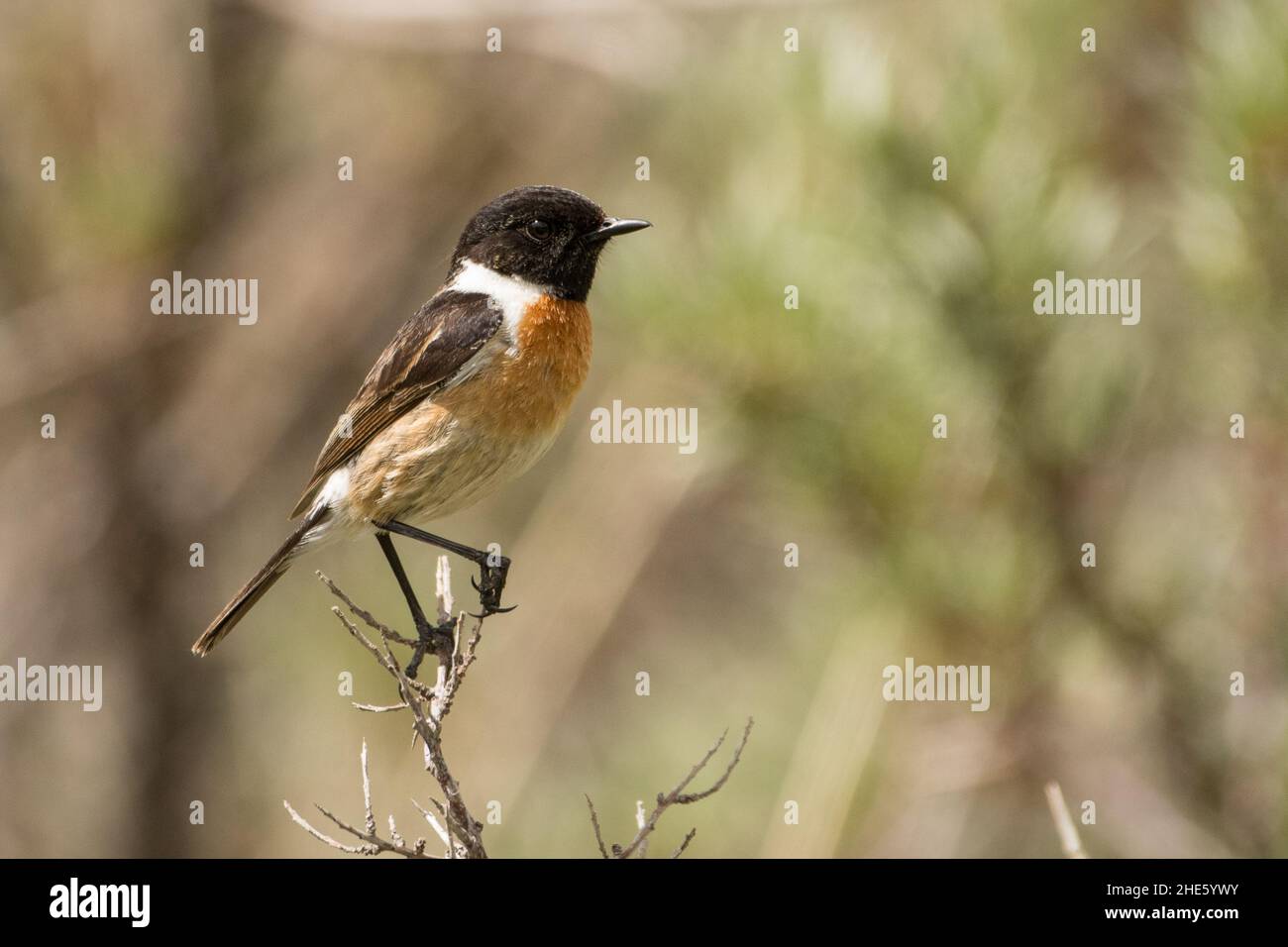 Stunning bird photo. European stonechat - Saxicola rubicola Stock Photo ...