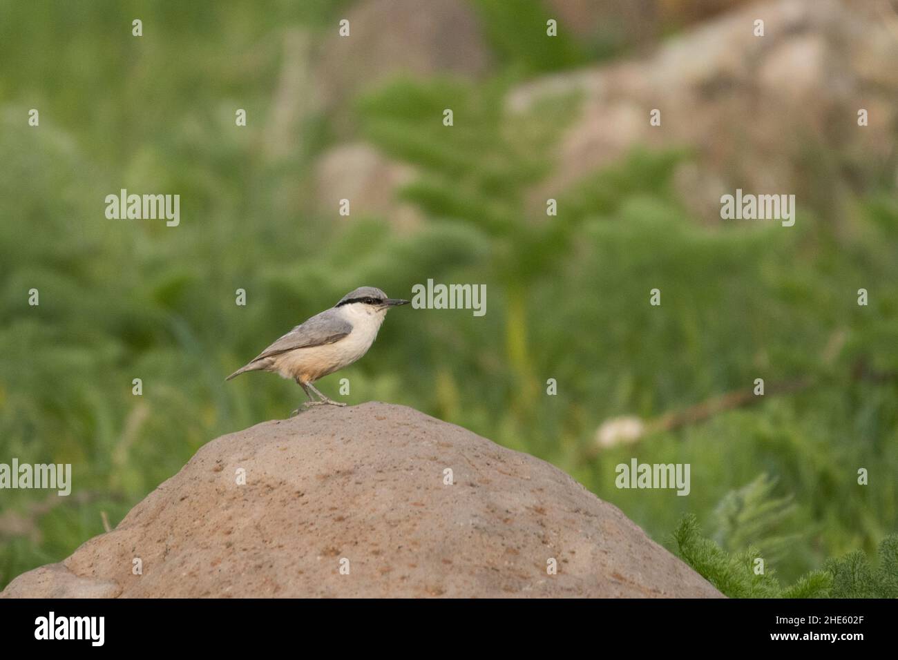 Stunning bird photo. Western rock nuthatch (Sitta neumayer Stock Photo ...