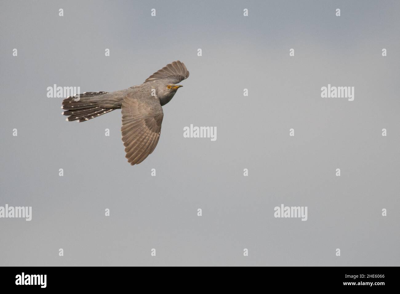 Stunning bird photo. Common cuckoo (Cuculus canorus) flying on the sky ...