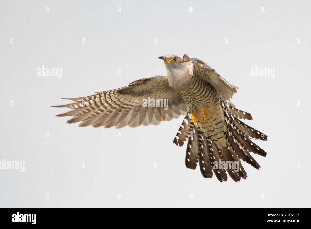 Stunning bird photo. Common cuckoo (Cuculus canorus) flying on the sky ...