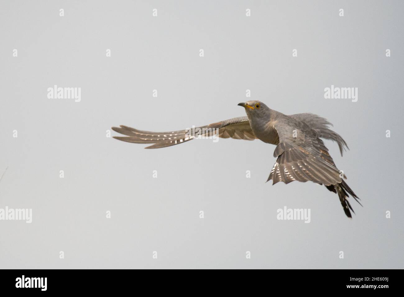 Stunning bird photo. Common cuckoo (Cuculus canorus) flying on the sky ...