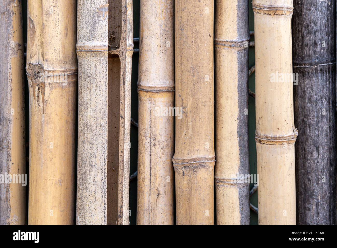 Close-up shot of thick bamboo poles texture - for background Stock Photo - Alamy