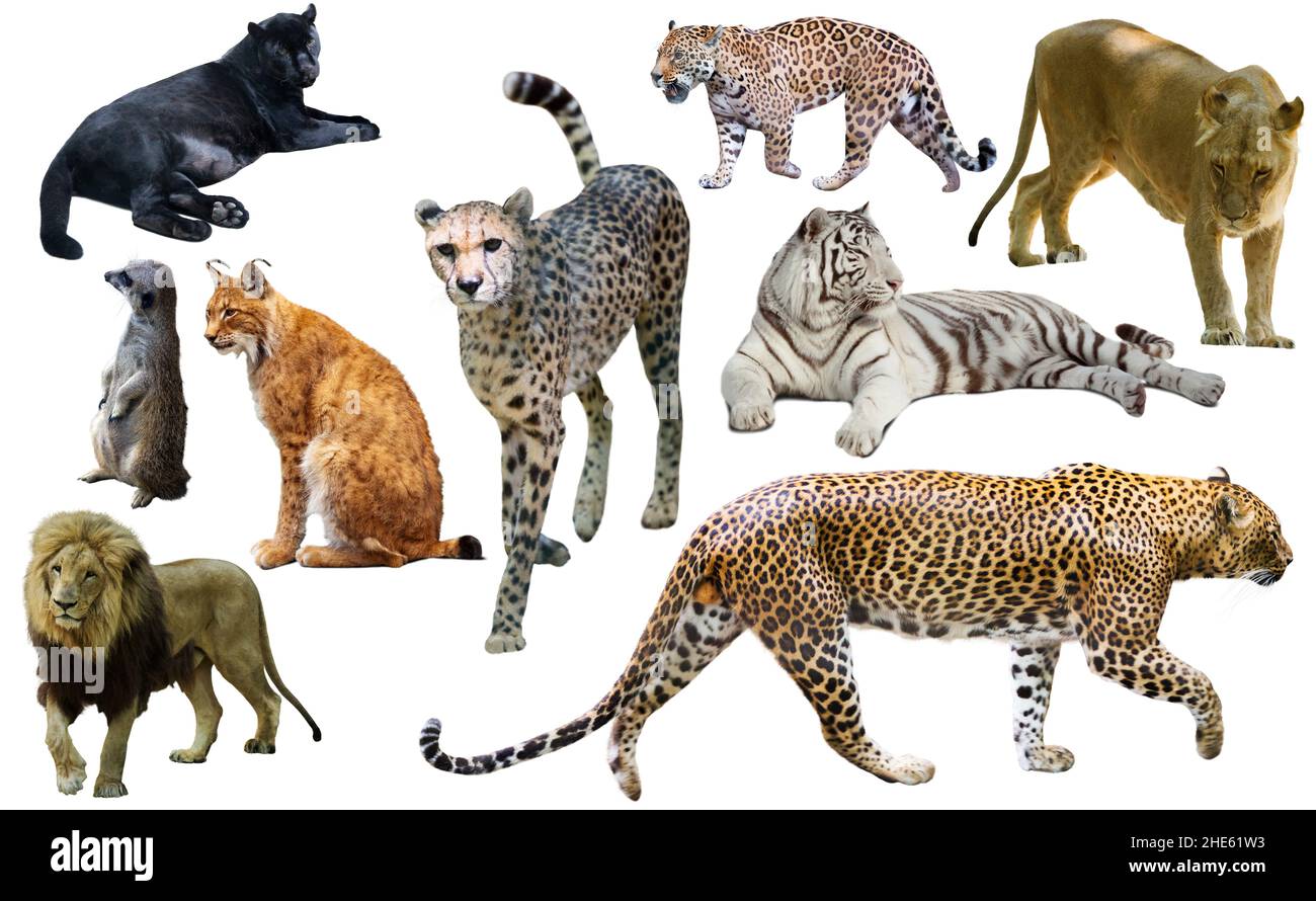 Set of African predators isolated over white Stock Photo - Alamy