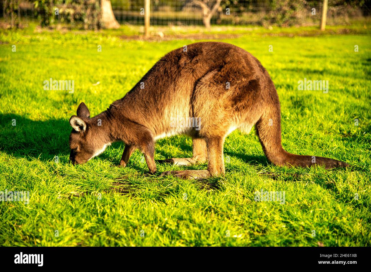 Skippy australia hi-res stock photography and images - Alamy