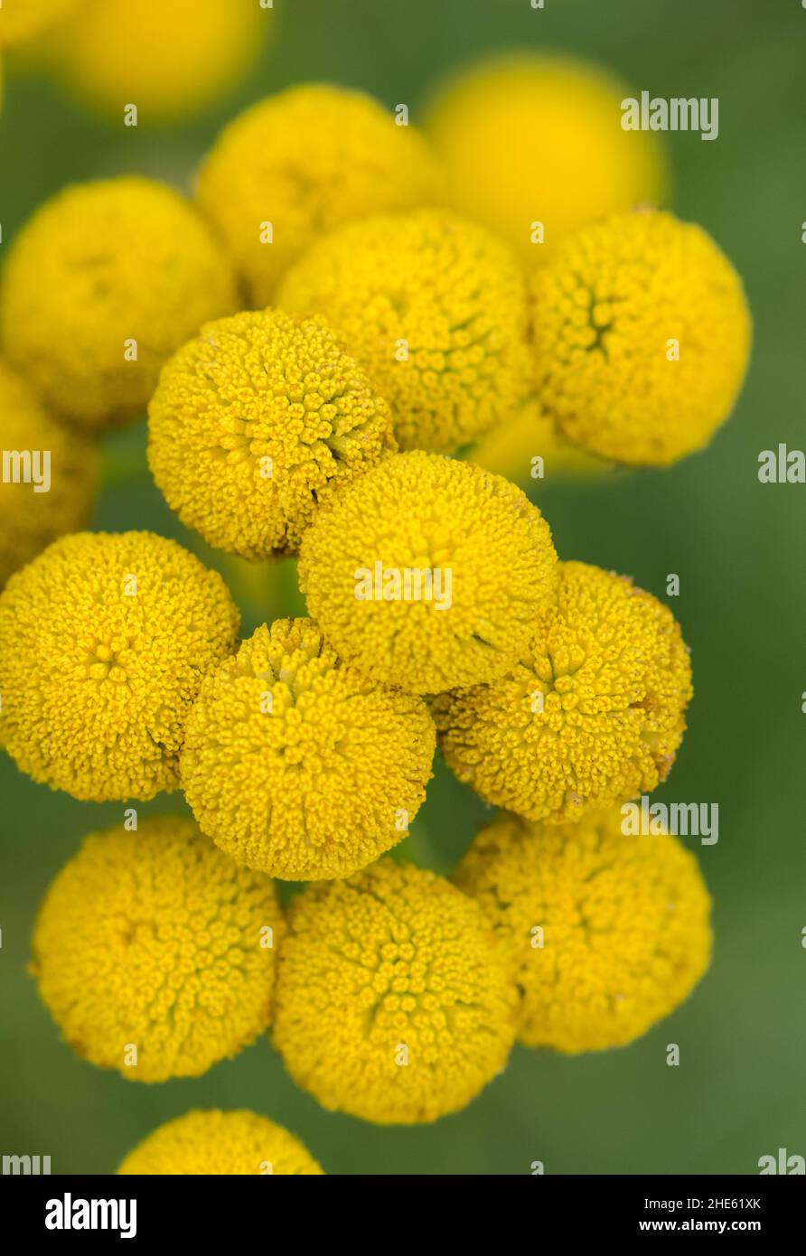 Tanacetum vulgare, macro photograph of common yellow tansy flowers with ...