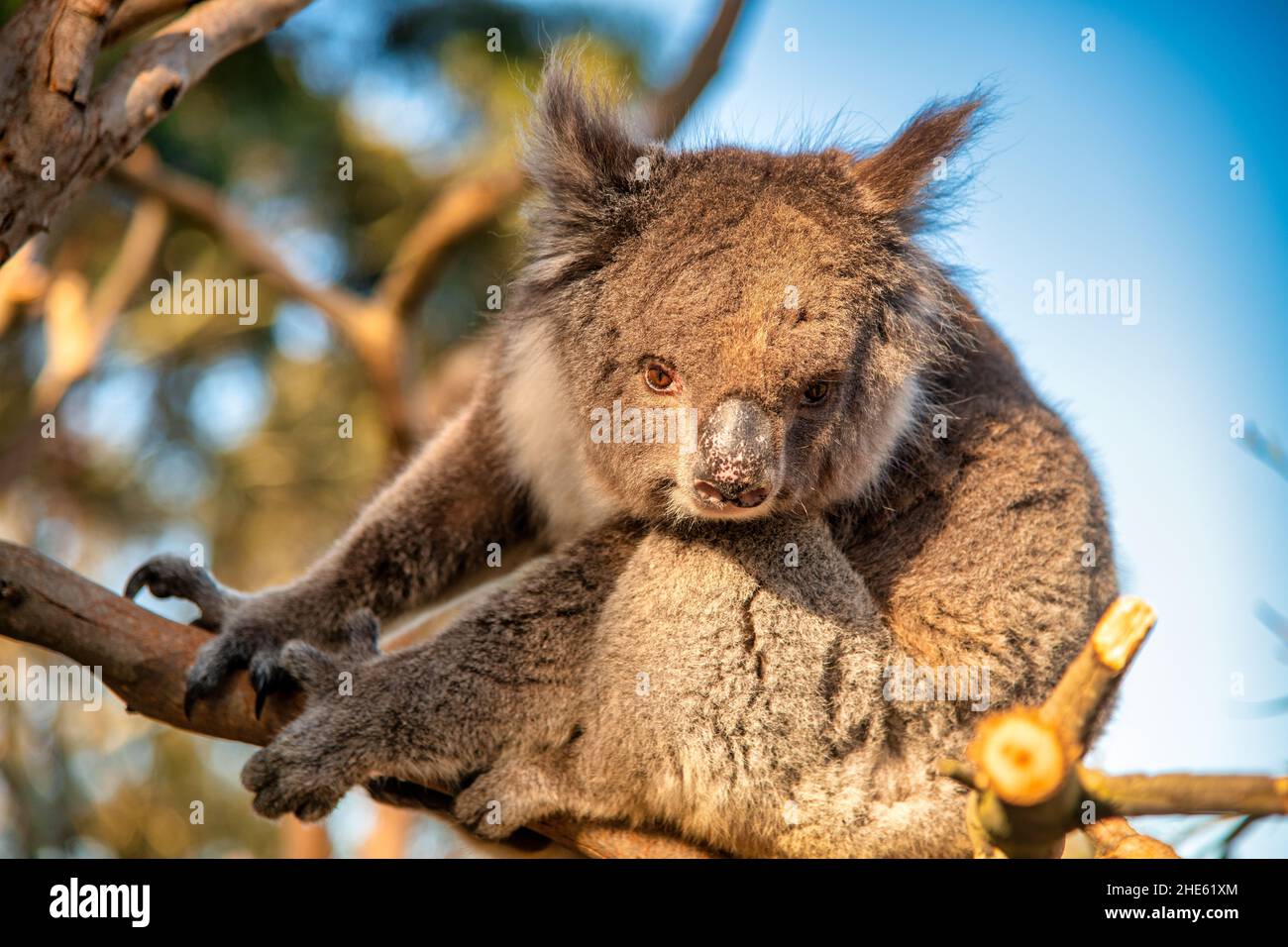 Awakening Koala on the eucalyptus tree, Australia Stock Photo - Alamy