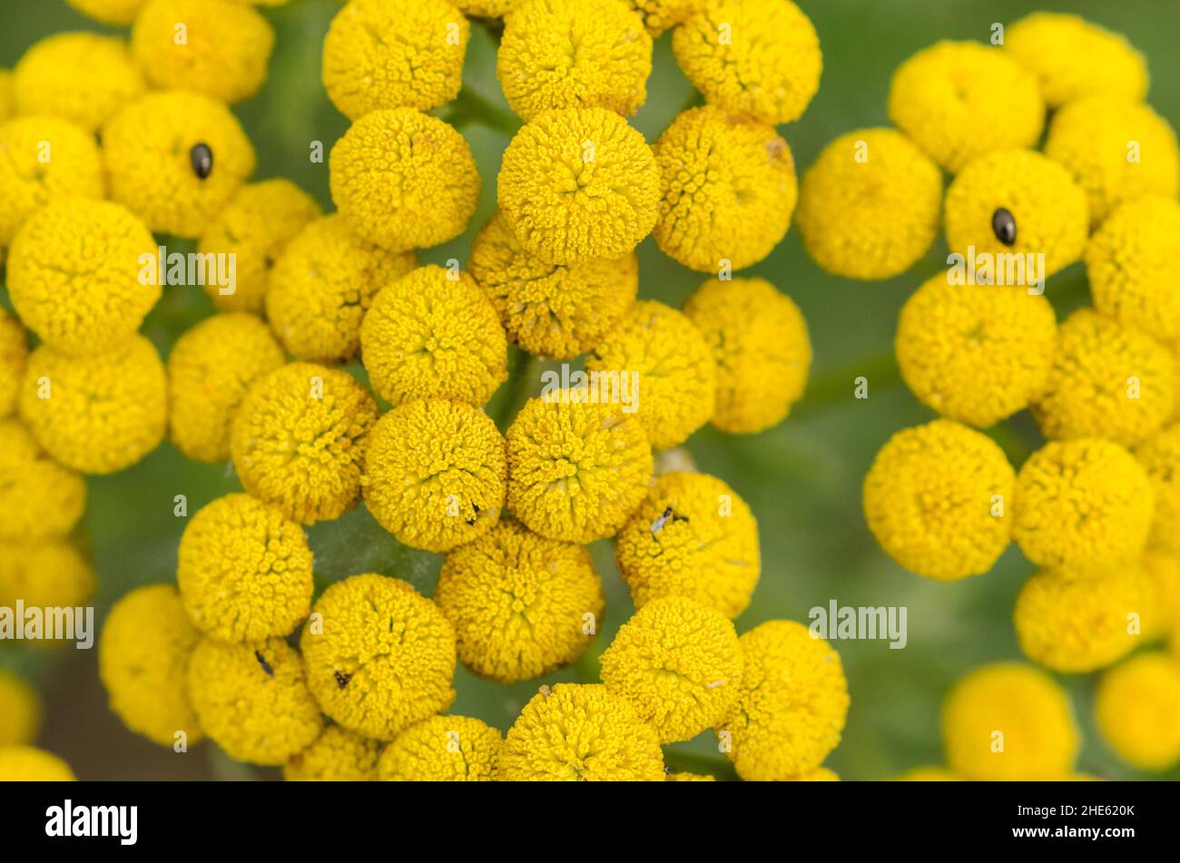Tanacetum vulgare, macro photograph of common yellow tansy flowers with ...
