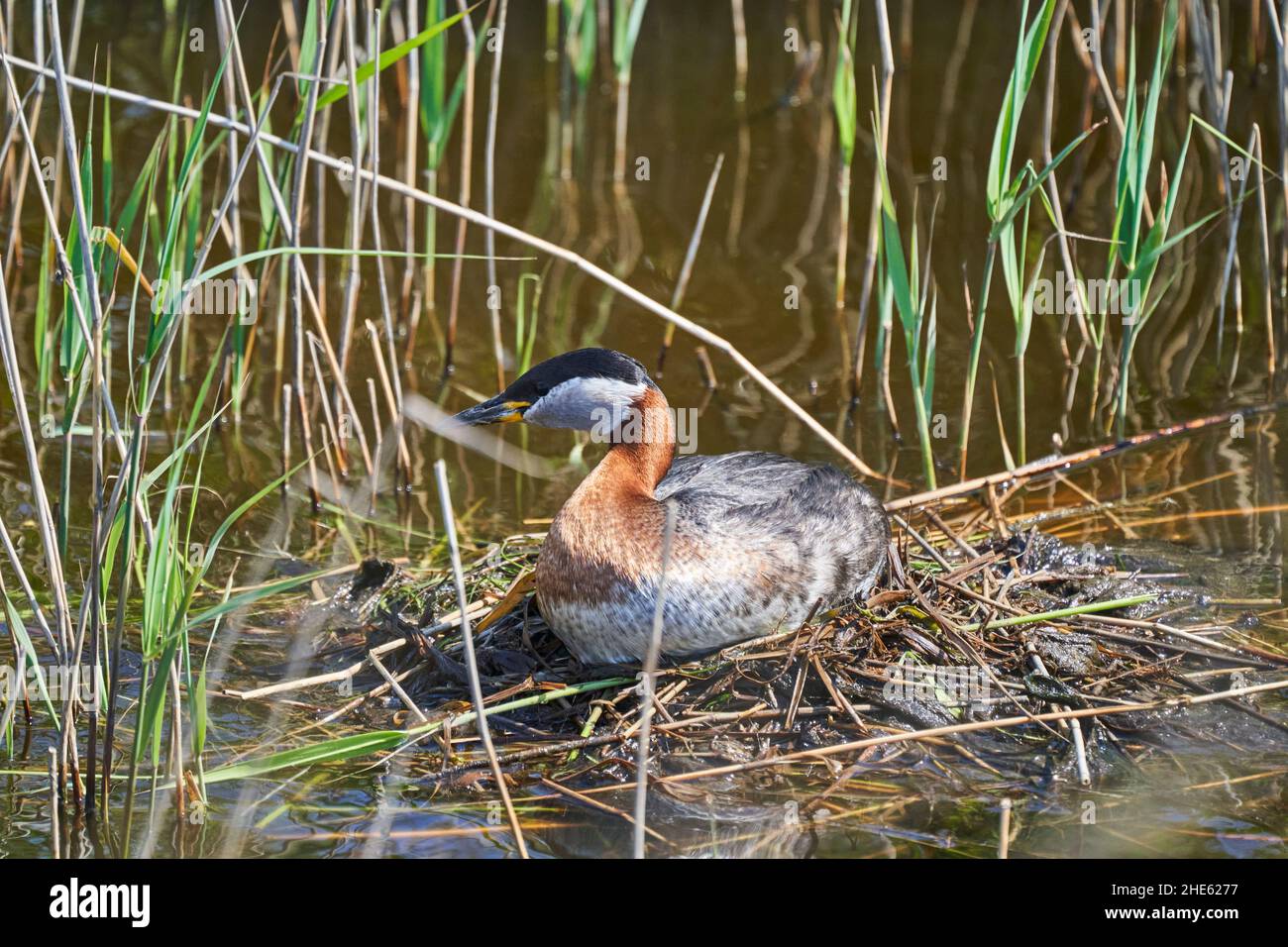 The great crested grebe, Podiceps cristatus, is a water bird noted for ...