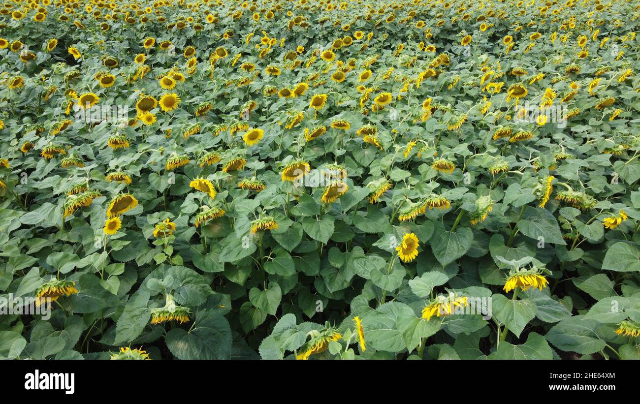 Sunflower field, top view. Sunflower plants bloom in a farmer's field ...